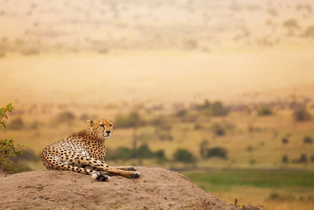 10 Best Luxury Safari Lodges in Masai Mara, Kenya (2024)